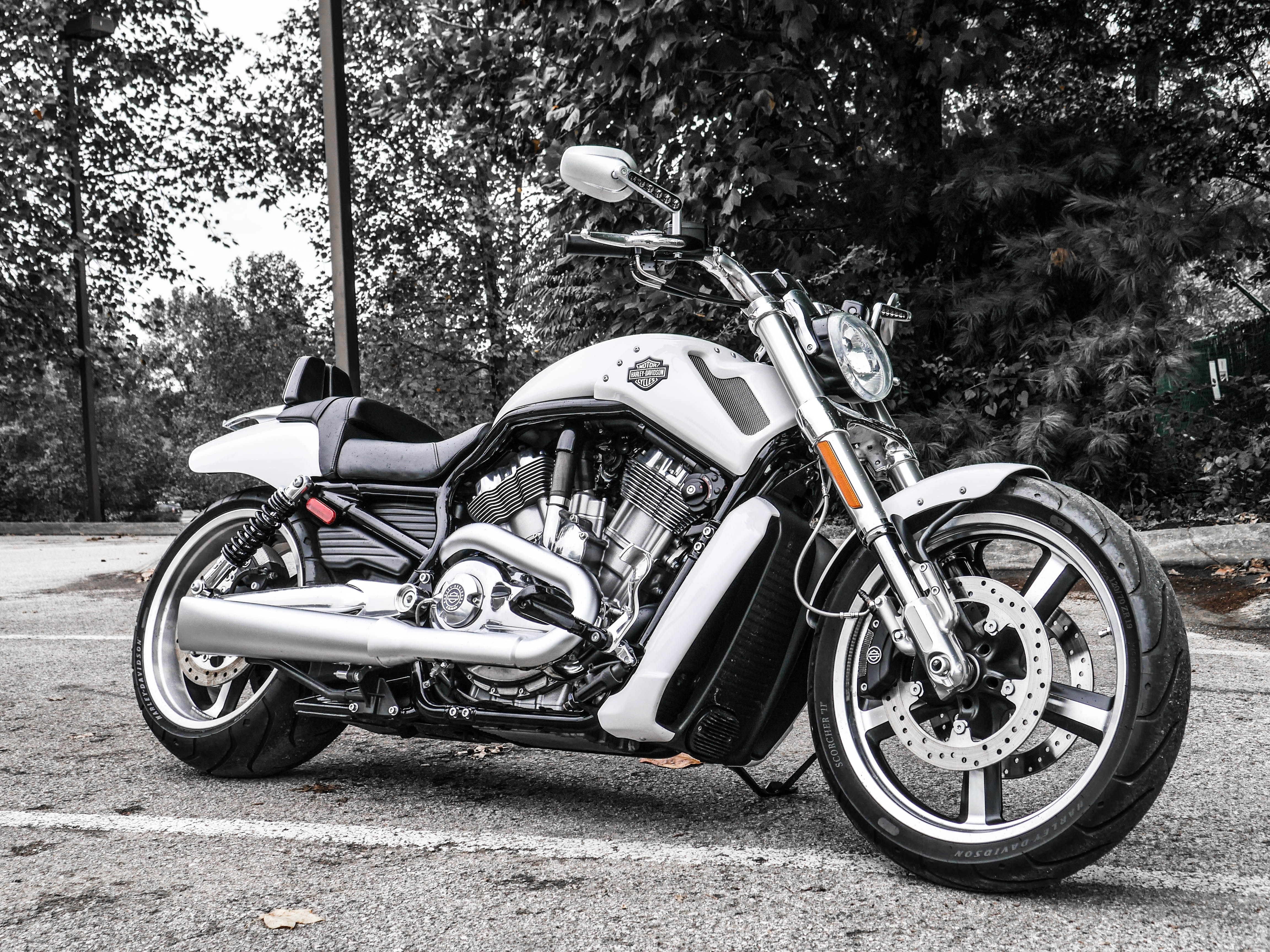 Pre-Owned 2016 Harley-Davidson V-Rod Muscle in Franklin #TT804810 ...